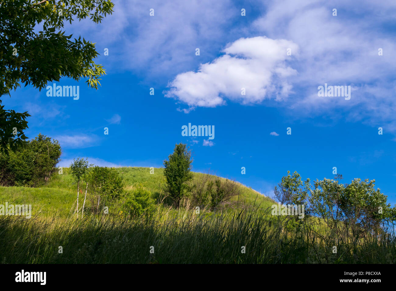 Shrubs and trees on slope hi-res stock photography and images - Alamy