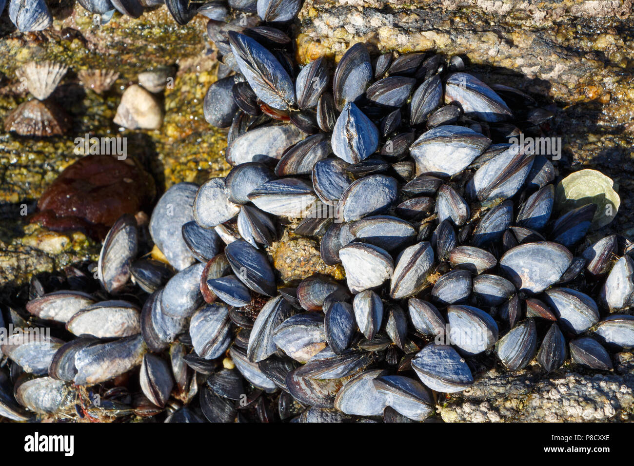 Wild mussels on rocks at low tide in Brittany Stock Photo - Alamy