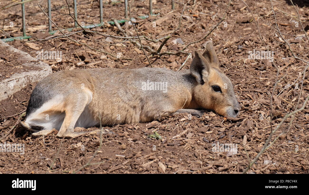 Pygmy parrot hi-res stock photography and images - Alamy