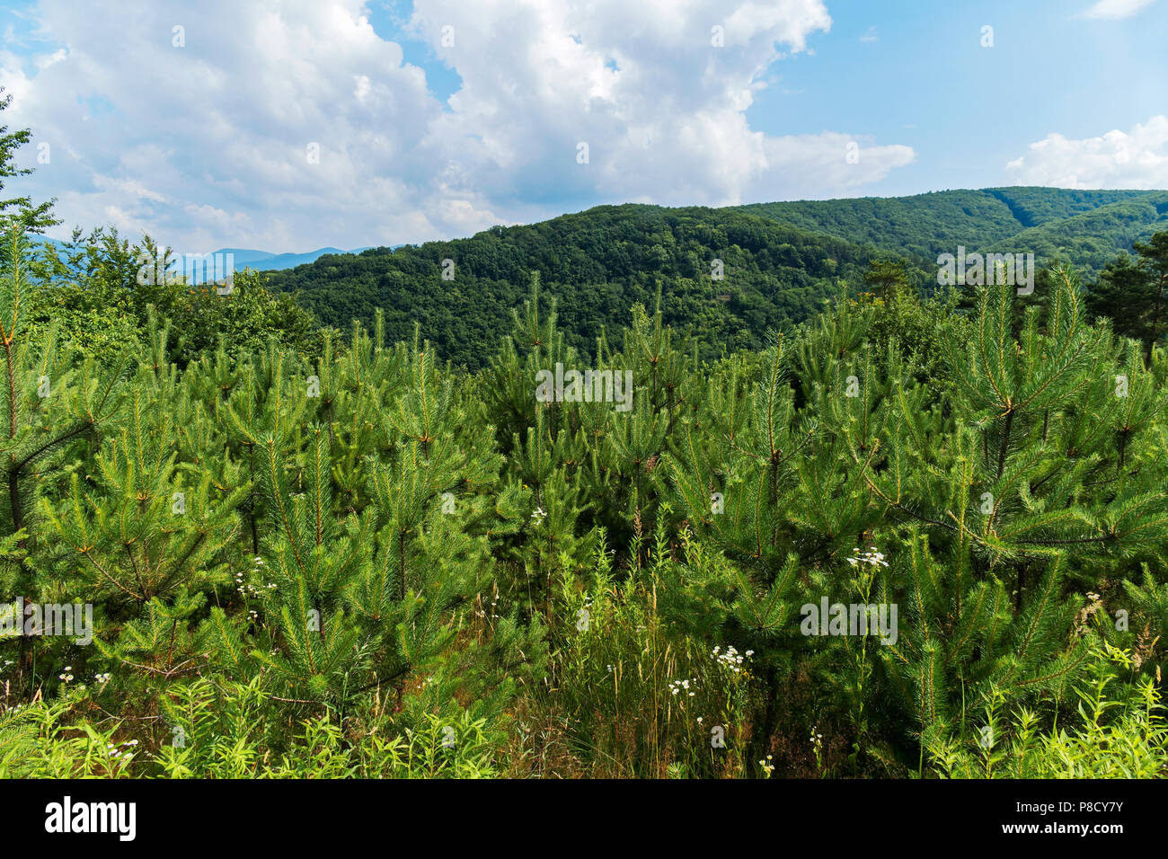 A grove of young light green pines with a view of the green hills and ...