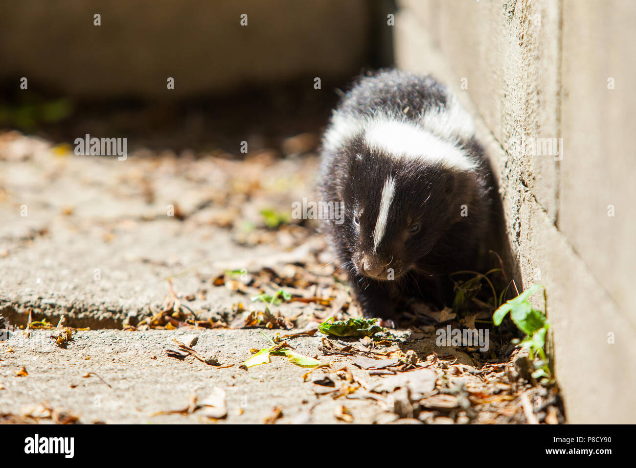Skunk kits in the backyard Stock Photo - Alamy