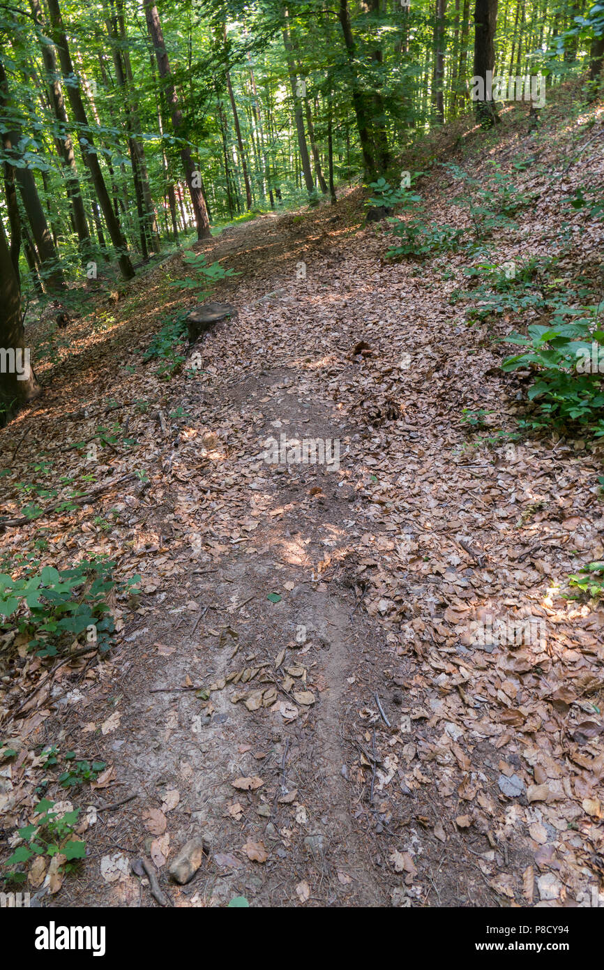 The path in the forest strewn with leaves walking near the slope with ...