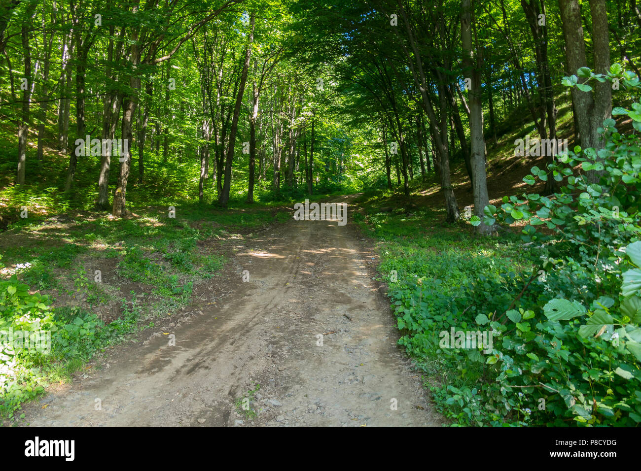 The forest road rolled by cars with growing grass on the roadside and a ...