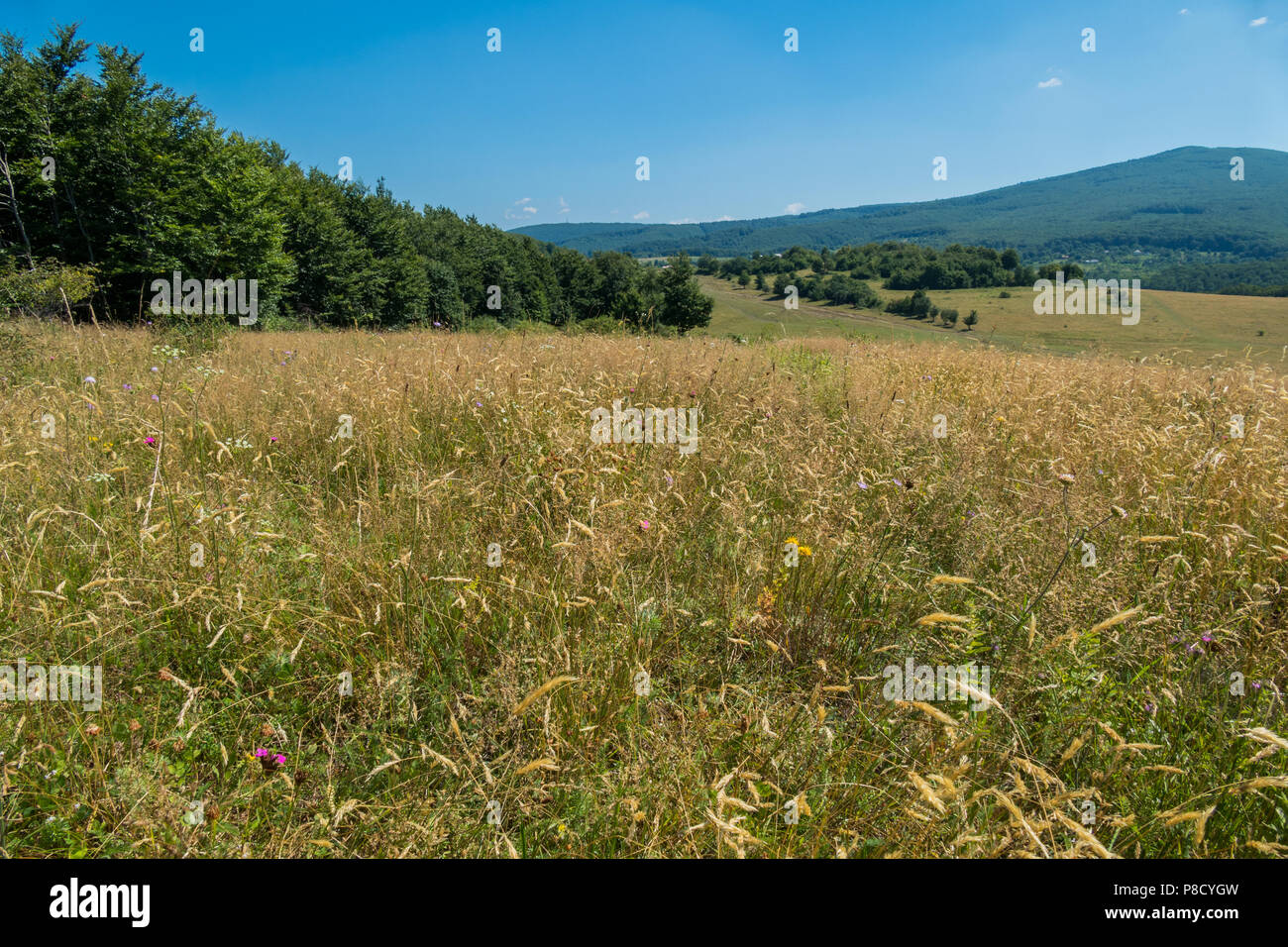 A dense valley with a tall grass turning into a valley with greens ...