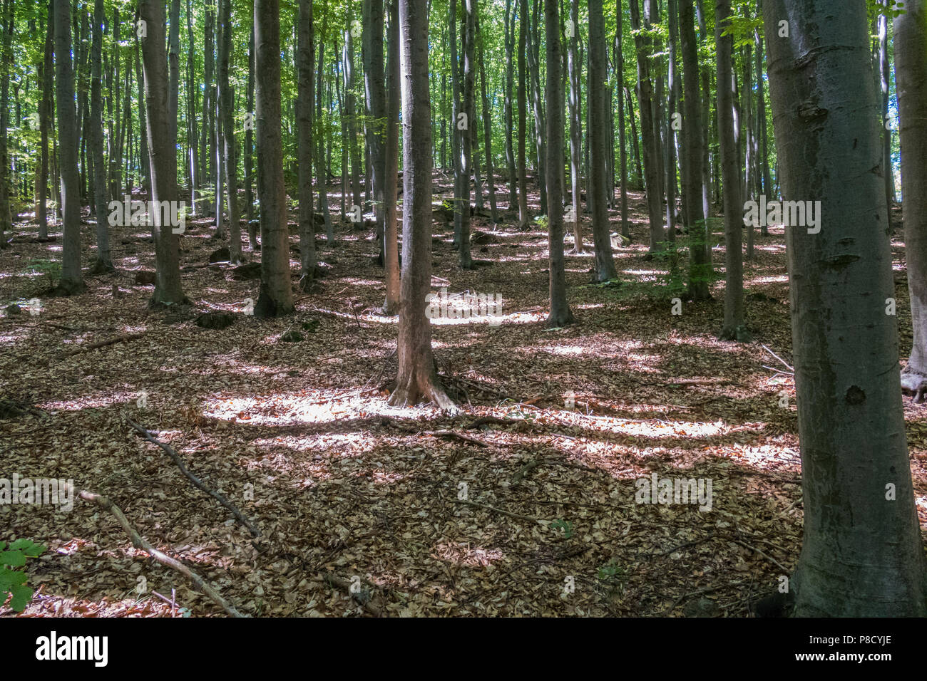 forest with stunted vegetation and large trees . For your design Stock ...