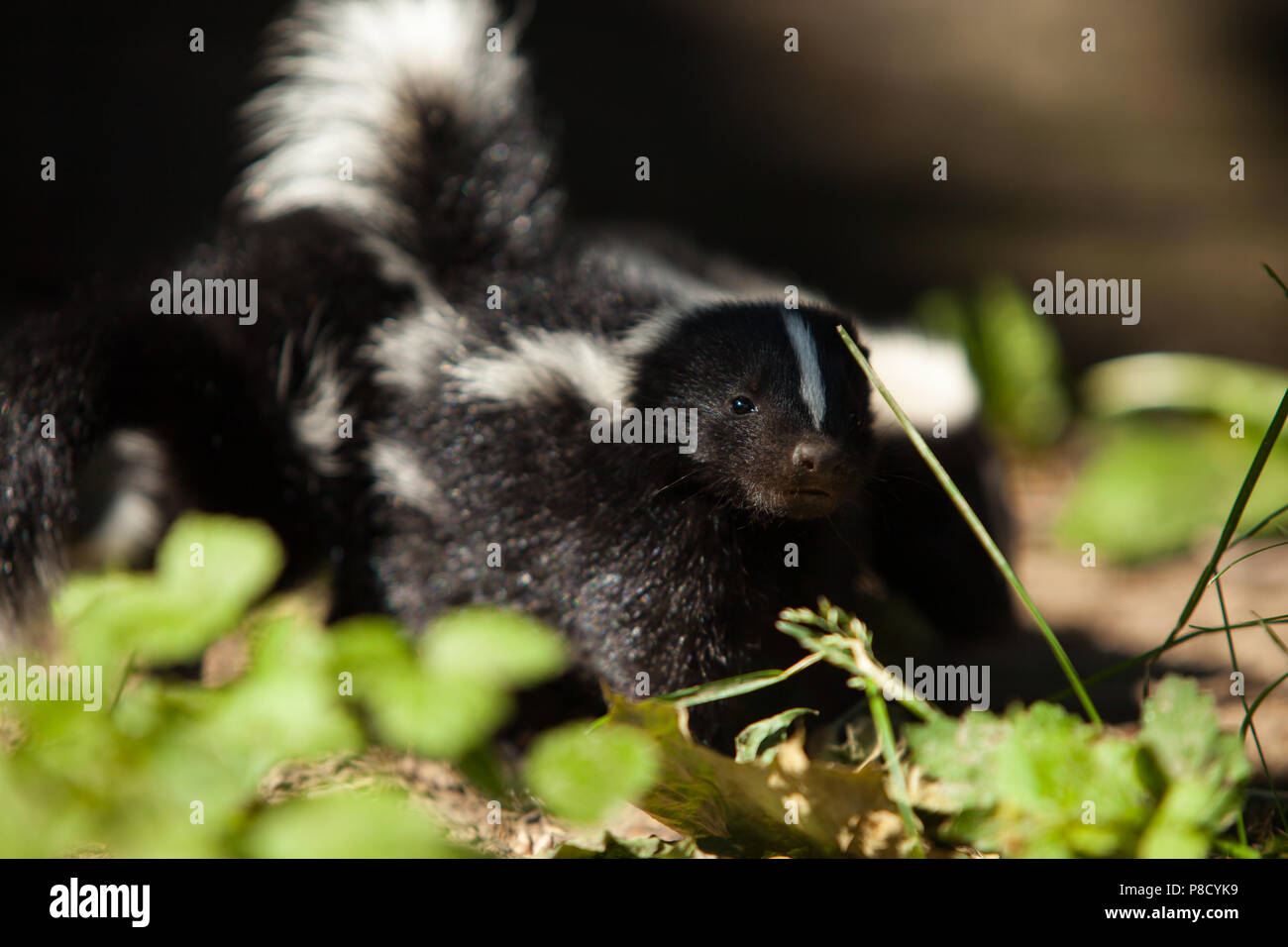 Skunk kit hi-res stock photography and images - Alamy