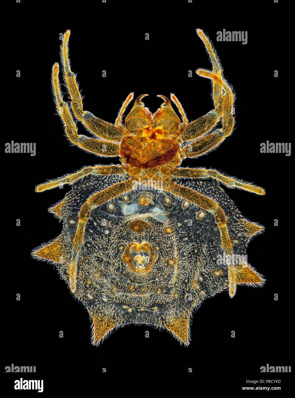 Darkfield photomicrograph, spiney spider, Gasteracantha sp Stock Photo ...