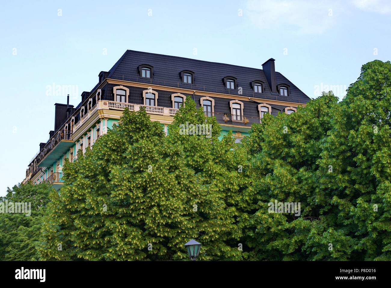 Old famous chestnut tree hi-res stock photography and images - Alamy
