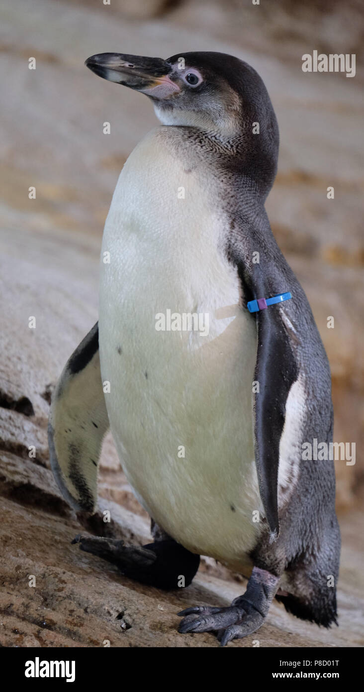 Tiny penguin hi-res stock photography and images - Alamy