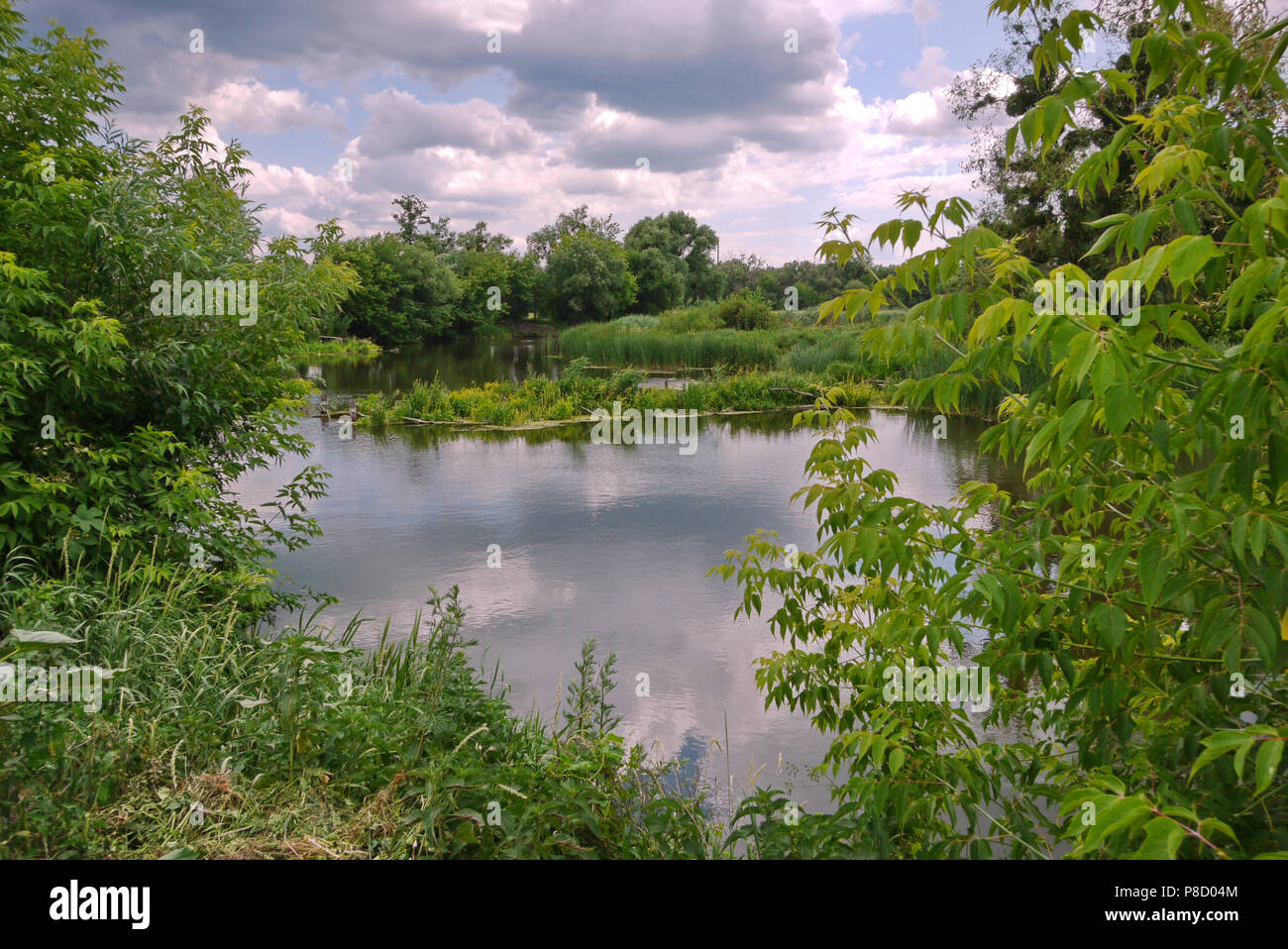 Hide from predators hi-res stock photography and images - Alamy
