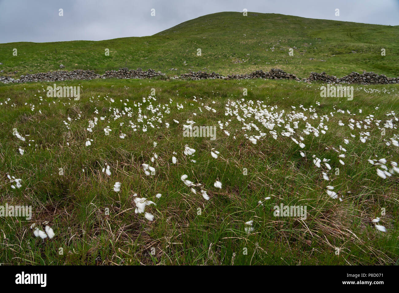 Tweedsmuir Hills, upper Tweed valley, Talla - cotton grass Stock Photo ...