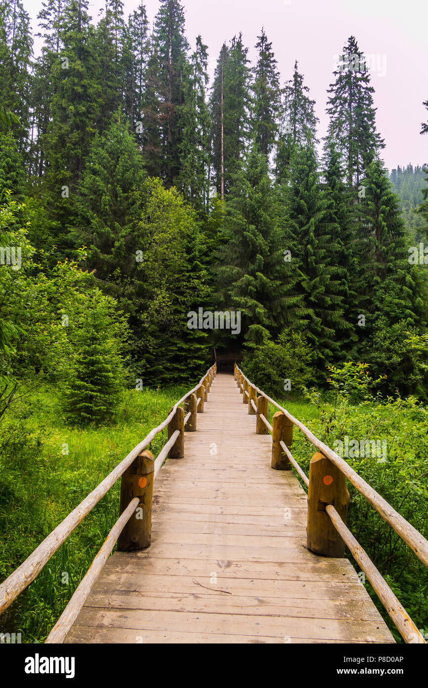 pedestrian bridge made of wood leading thick thickets of green fir ...