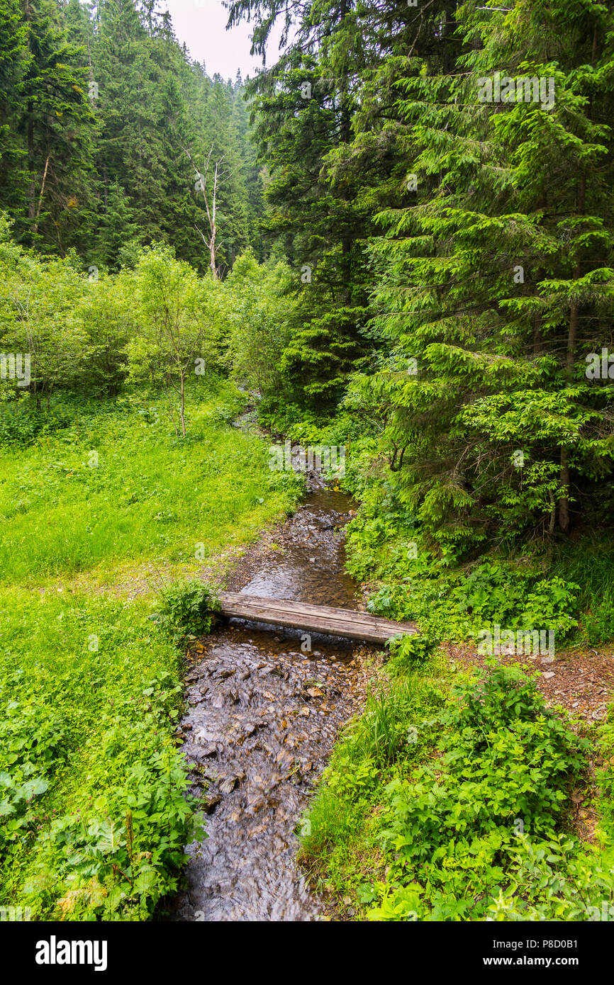 a bridge through a swift mountain stream in a spruce forest . For your ...