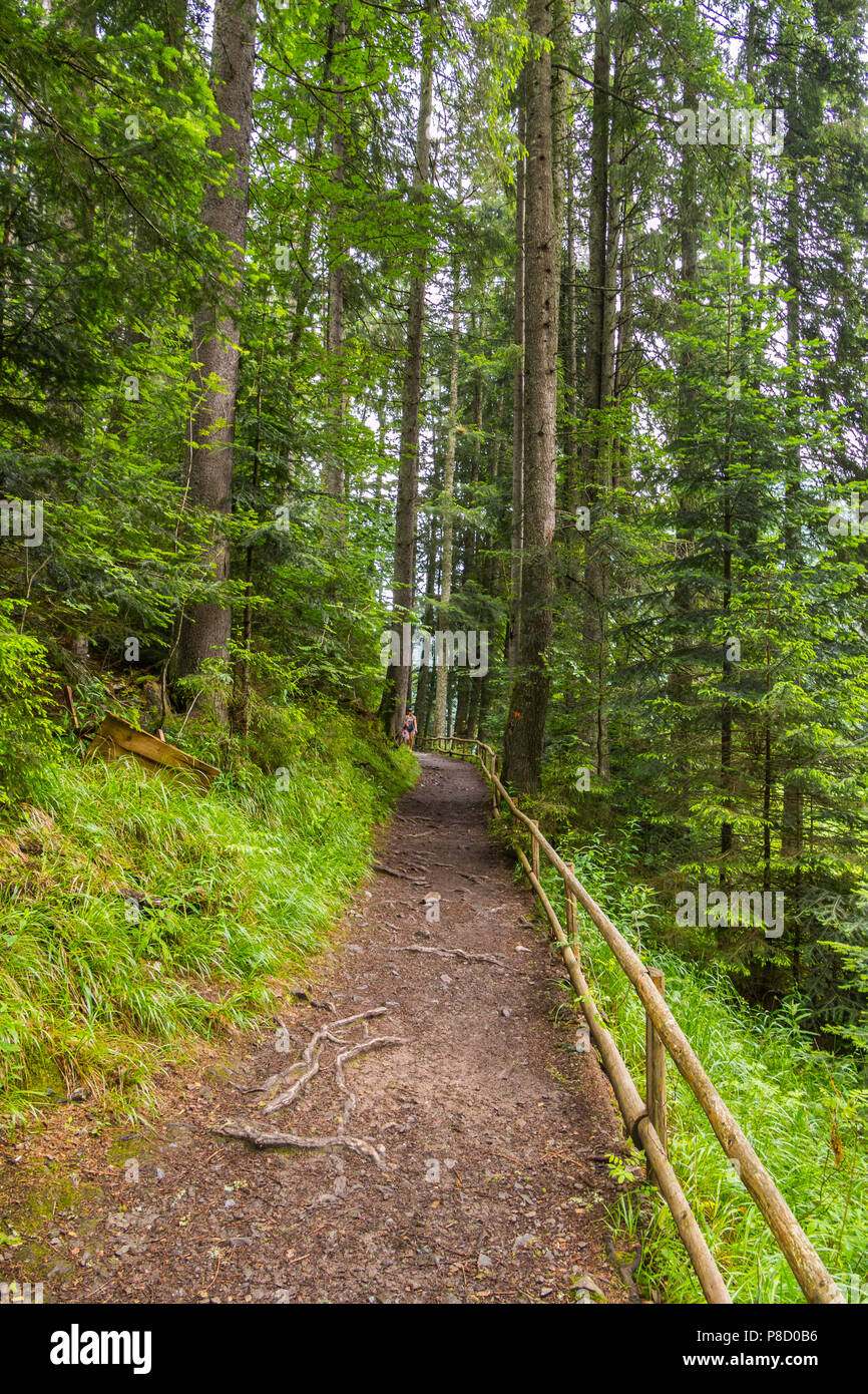The path in the forest at the edge of the slope is enclosed by a small ...