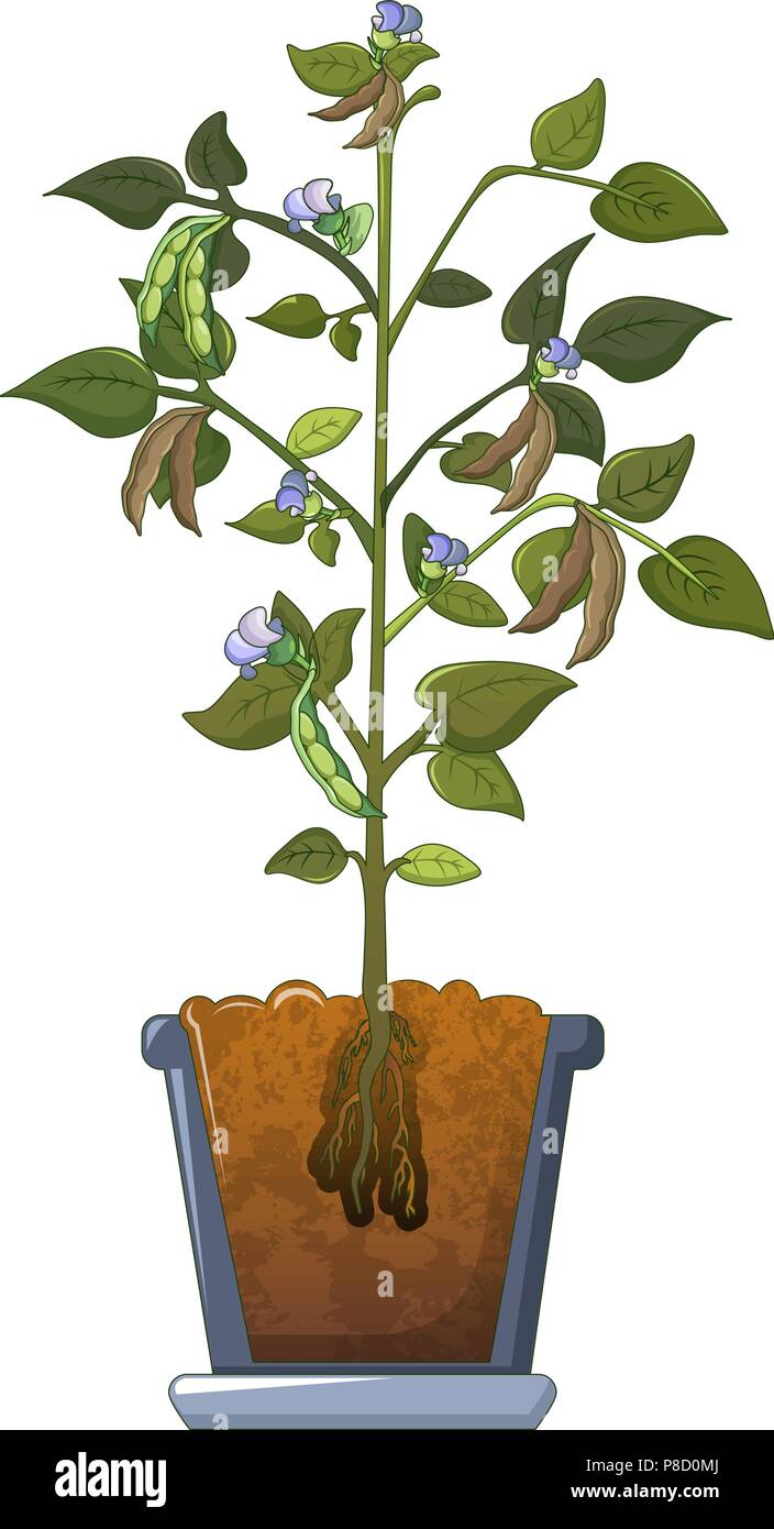 Beans on plant icon, cartoon style Stock Vector Image & Art - Alamy