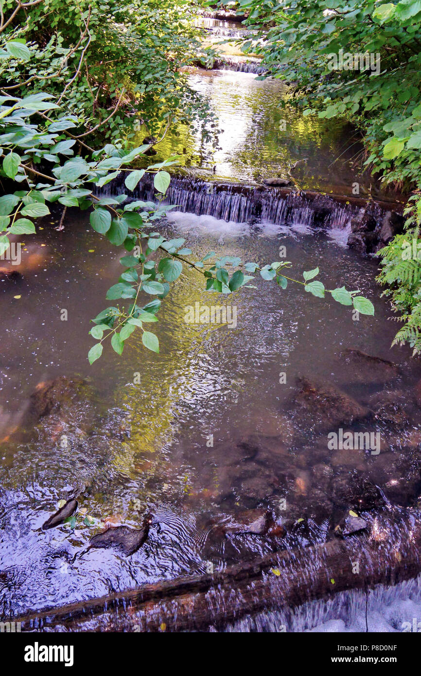 A shallow stream flowing among the thick bushes in the forest with logs ...