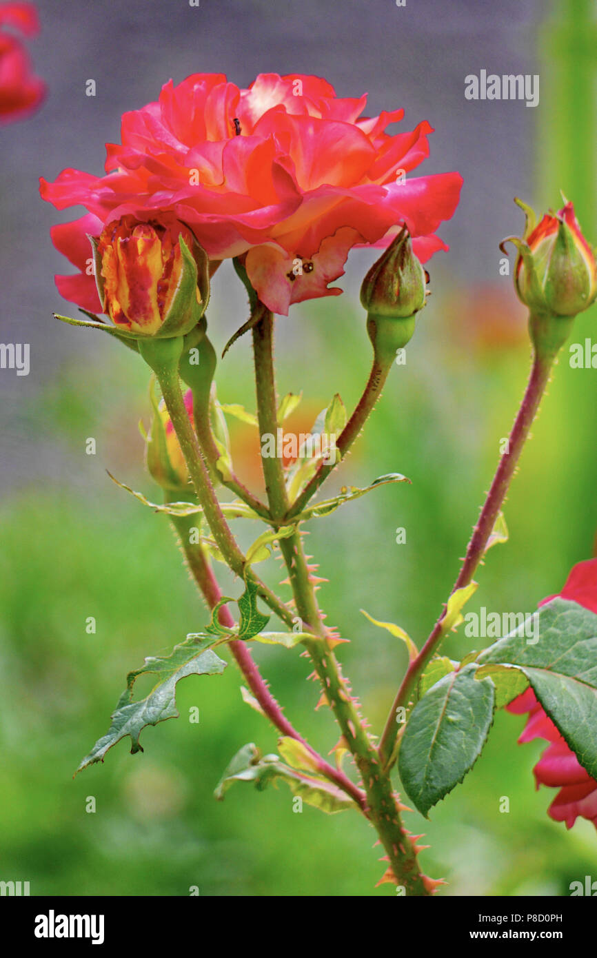 A flower of orange roses is revealed on densely covered stems with ...