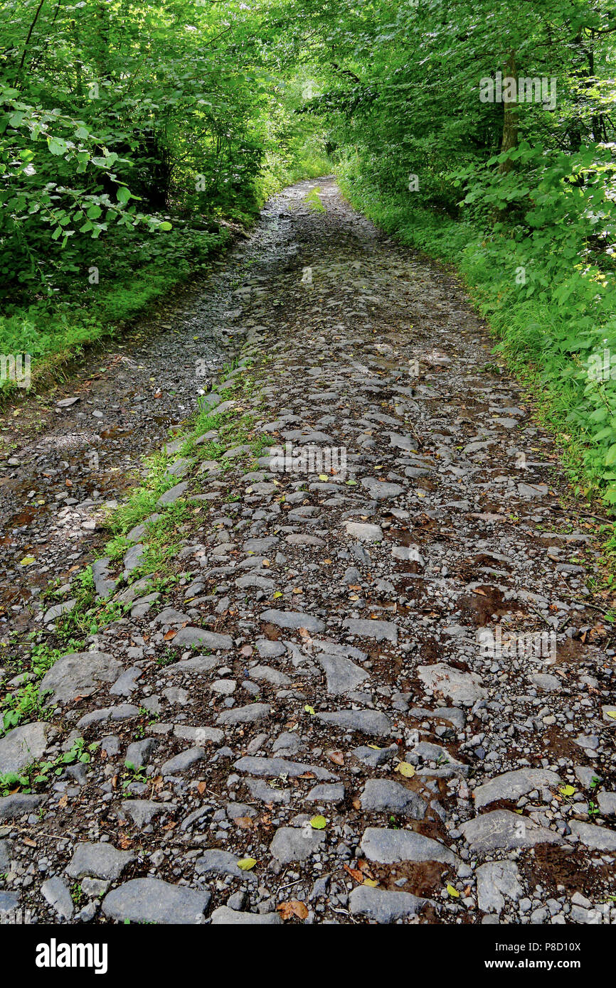 A wide stone forest path with green bushes and trees on each side . For ...