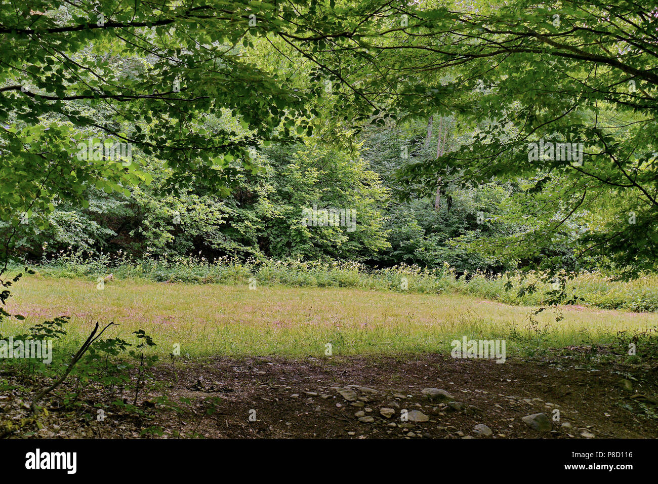 A picturesque view of a clearing in a forest with mown grass and ...
