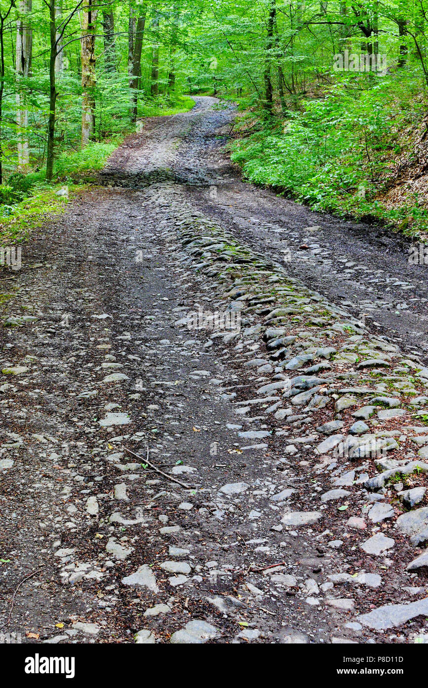 A wide stone road in the middle of a large green deciduous forest . For ...