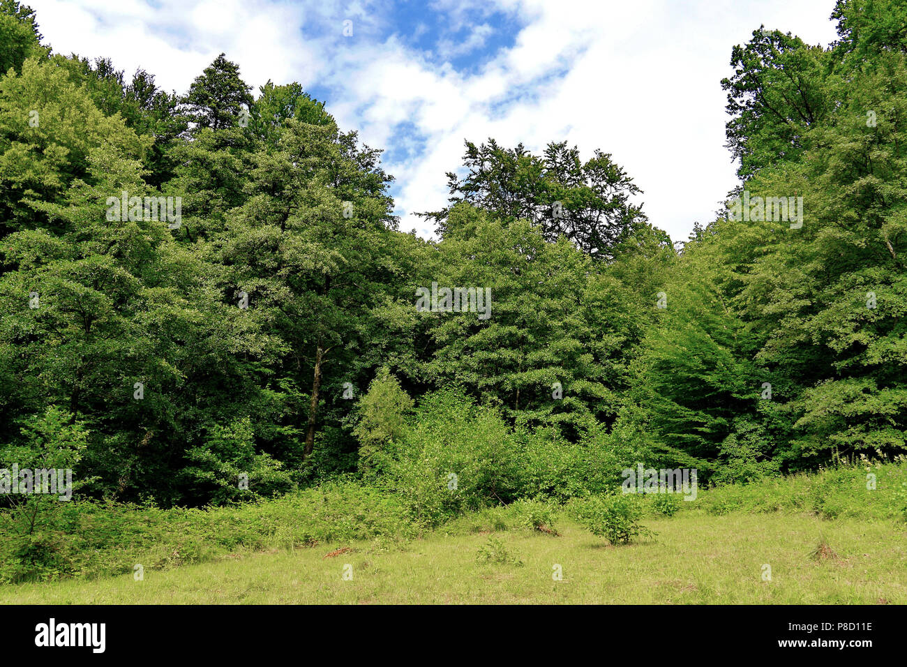 The thickets of green, deciduous trees and bushes, among them a meadow ...
