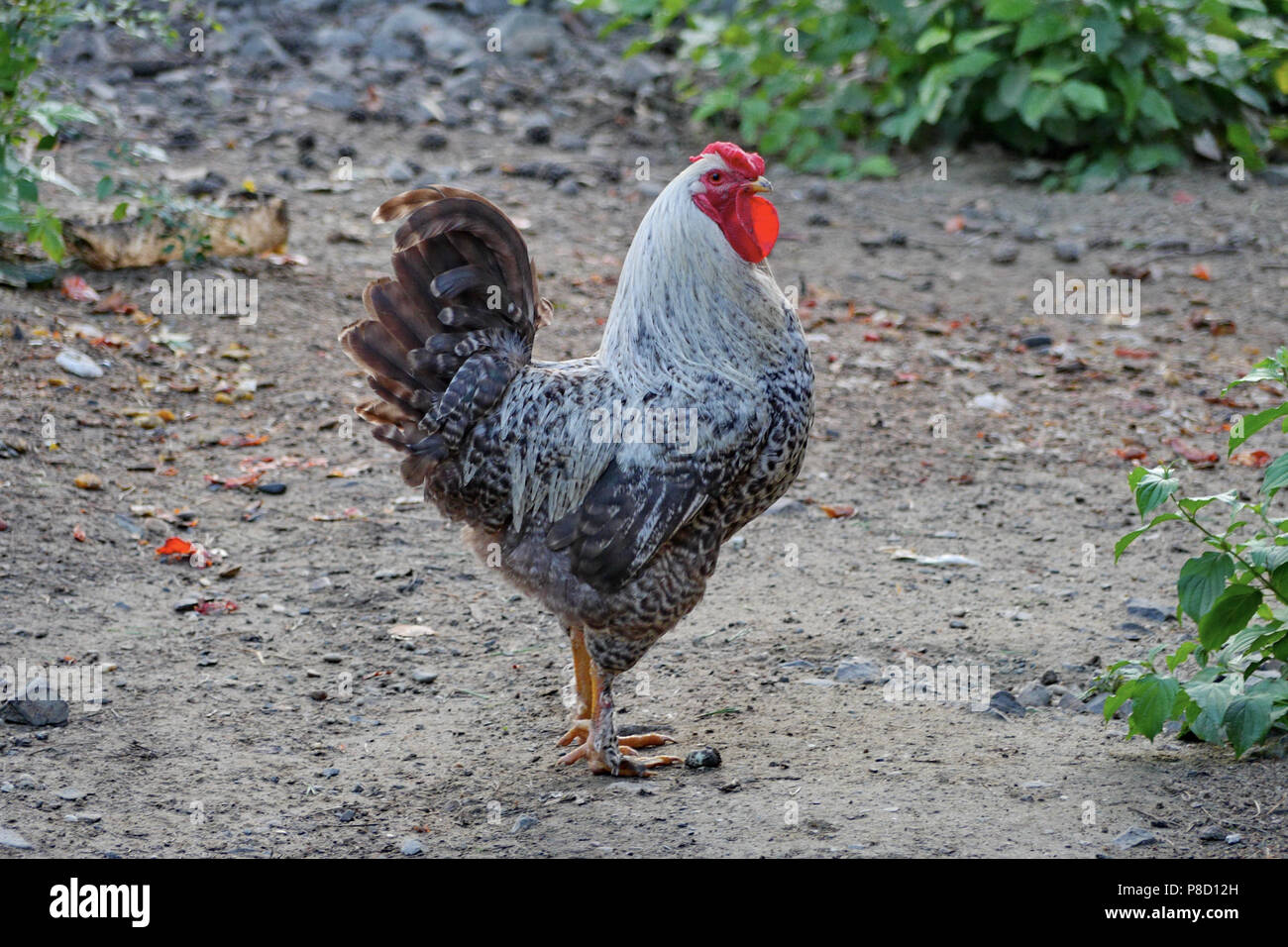business cock with spurs on his legs and a red comb mowing his eye in ...