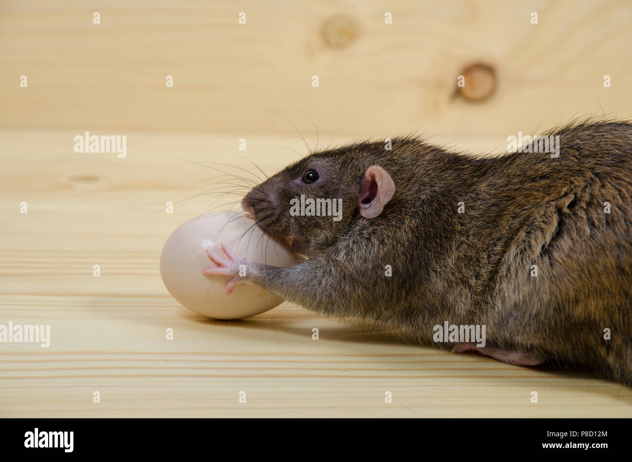 A rat eats a chicken egg on a wooden table Stock Photo - Alamy