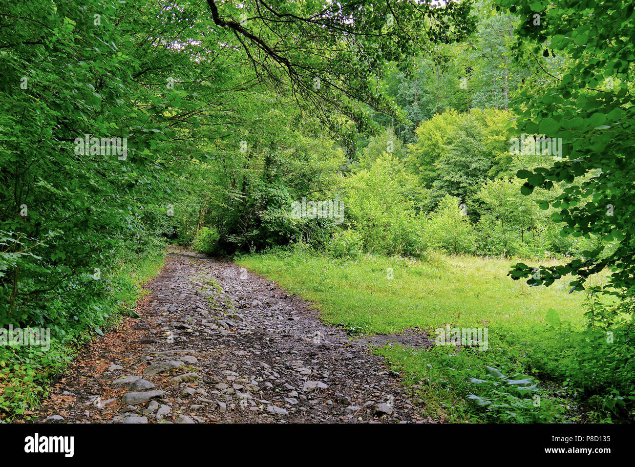 A dirt road with many small stones passes through thickets of green ...