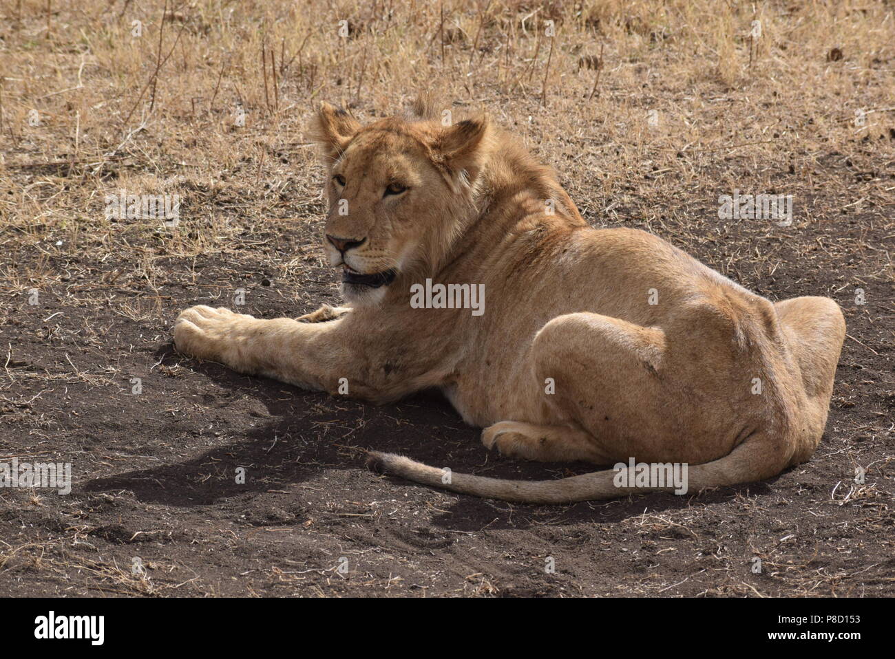 Lone lion in Ngorongoro crater Stock Photo - Alamy