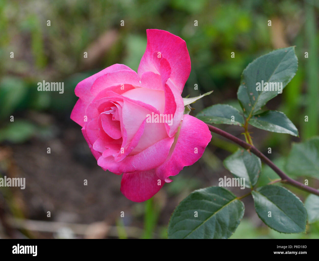 Kb Rose English Tea Garden