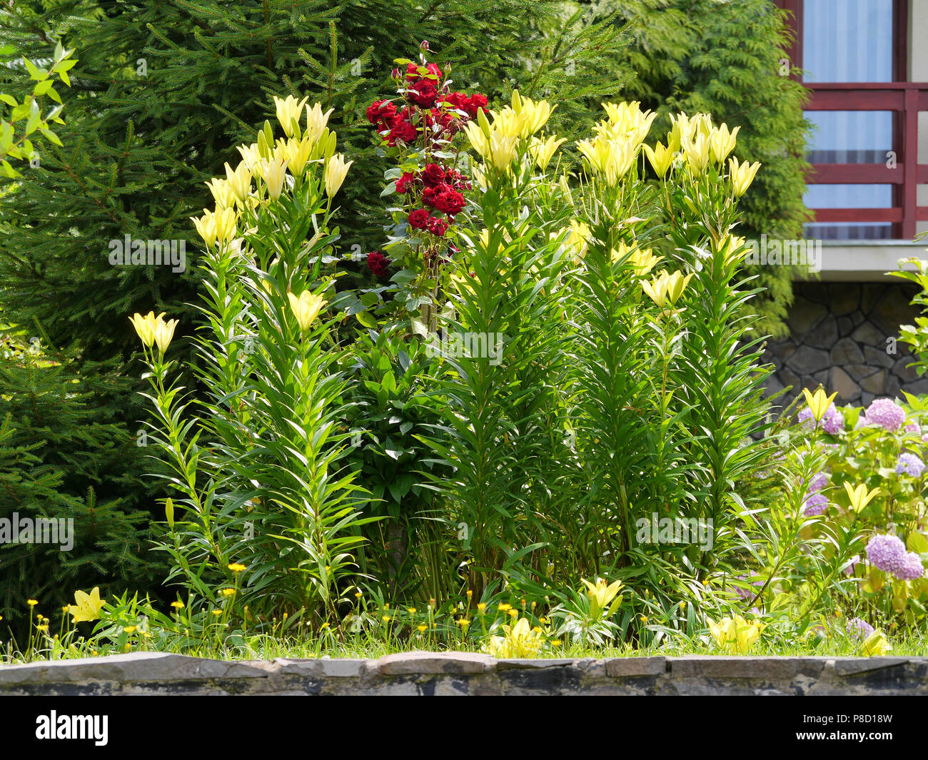 high bushes of a gentle yellow lily on a background of red roses and ...