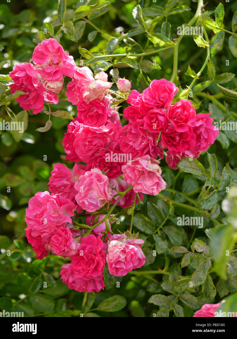 Adorable bush of roses looking petals downwards with spiky green stems ...