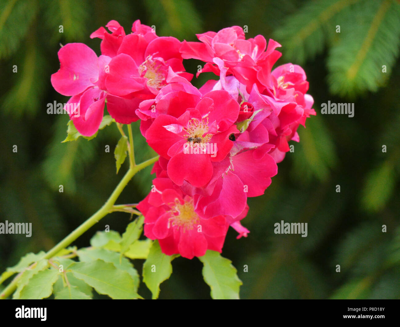 Inflorescences of flowers of simple, not full of pink roses lure a bee ...