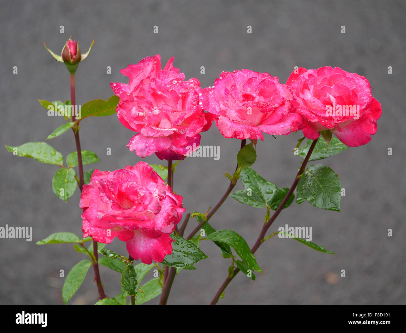 a sprig of pink rose flowers filled with drops of water . For your ...