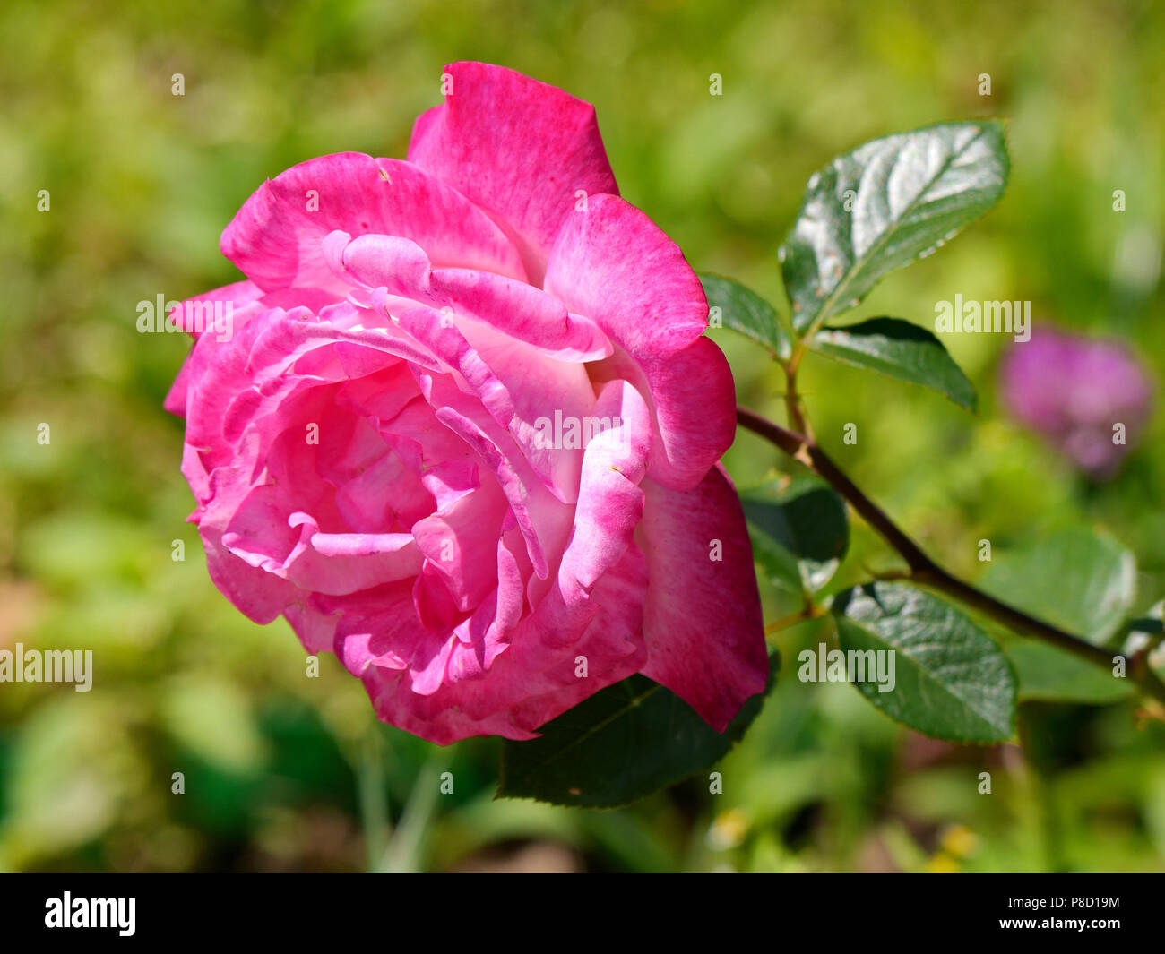 Huge, lush rose flower. A gift to your beloved girl for a holiday or ...