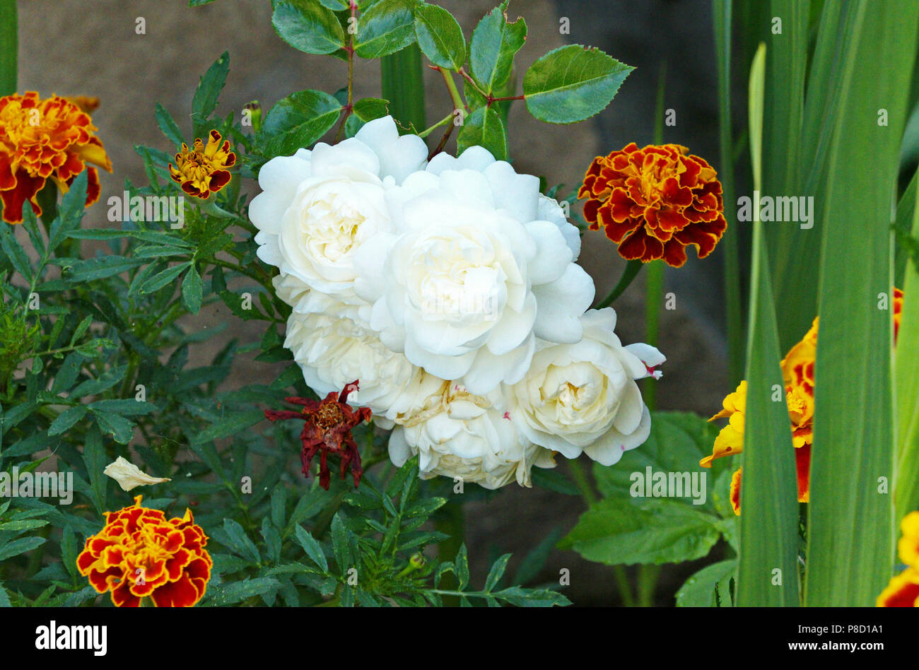 Inflorescences of white roses in the bush of brown marigold . For your ...