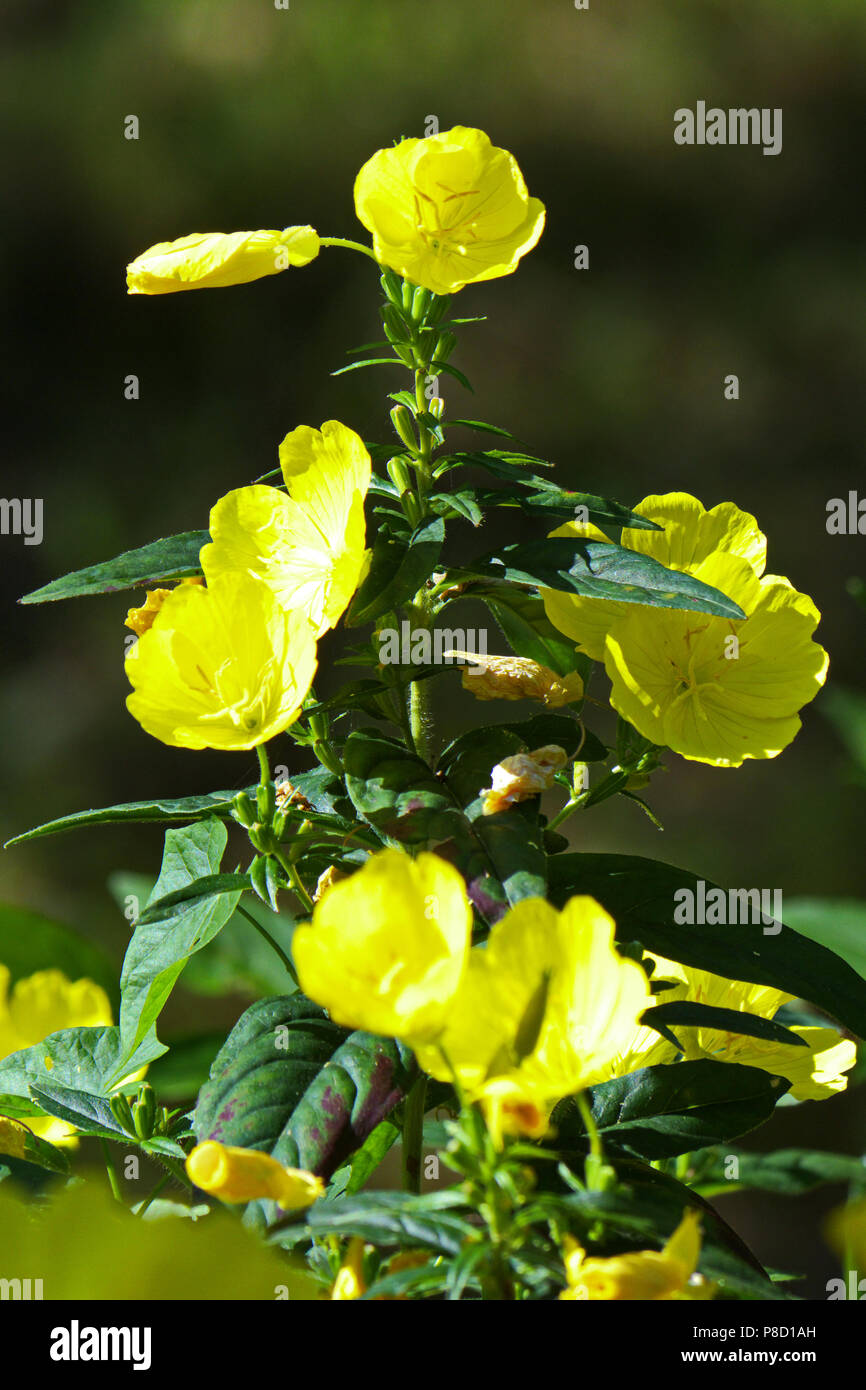 Tall stem hi-res stock photography and images - Alamy