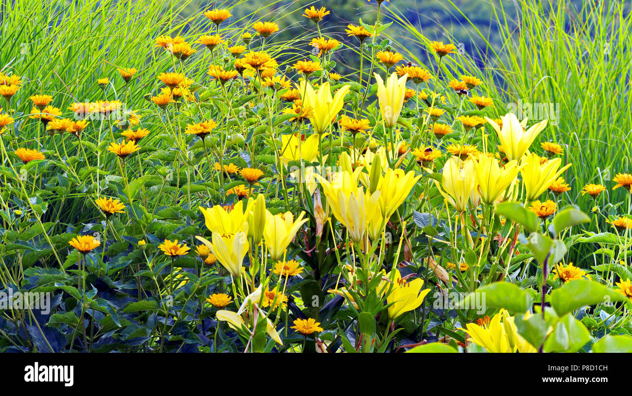 Large lush yellow lilies on a background of flower beds with small ...