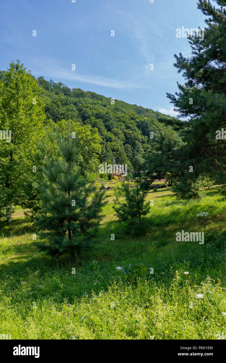 Big fir tree hi-res stock photography and images - Alamy