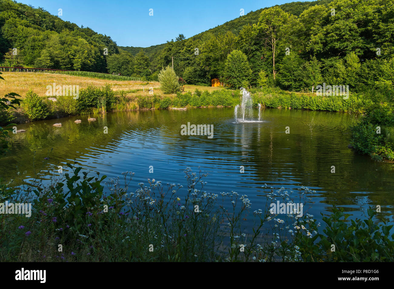 A beautiful green corner of nature surrounded by dense forests with a ...