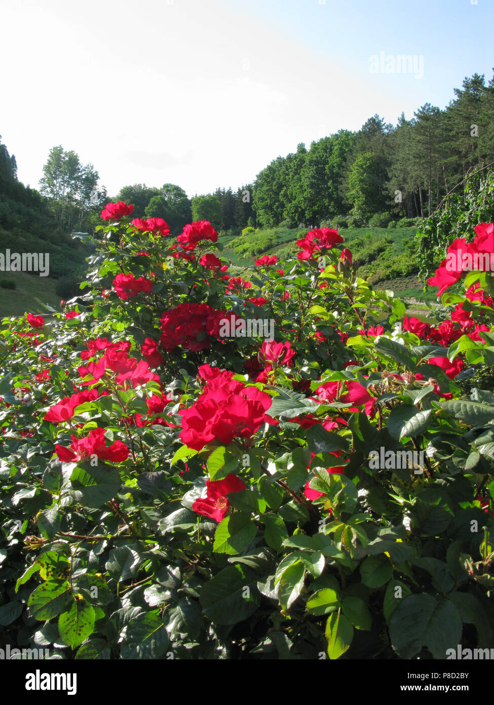 large bushes of beautiful red roses flowers that will adorn any bouquet ...