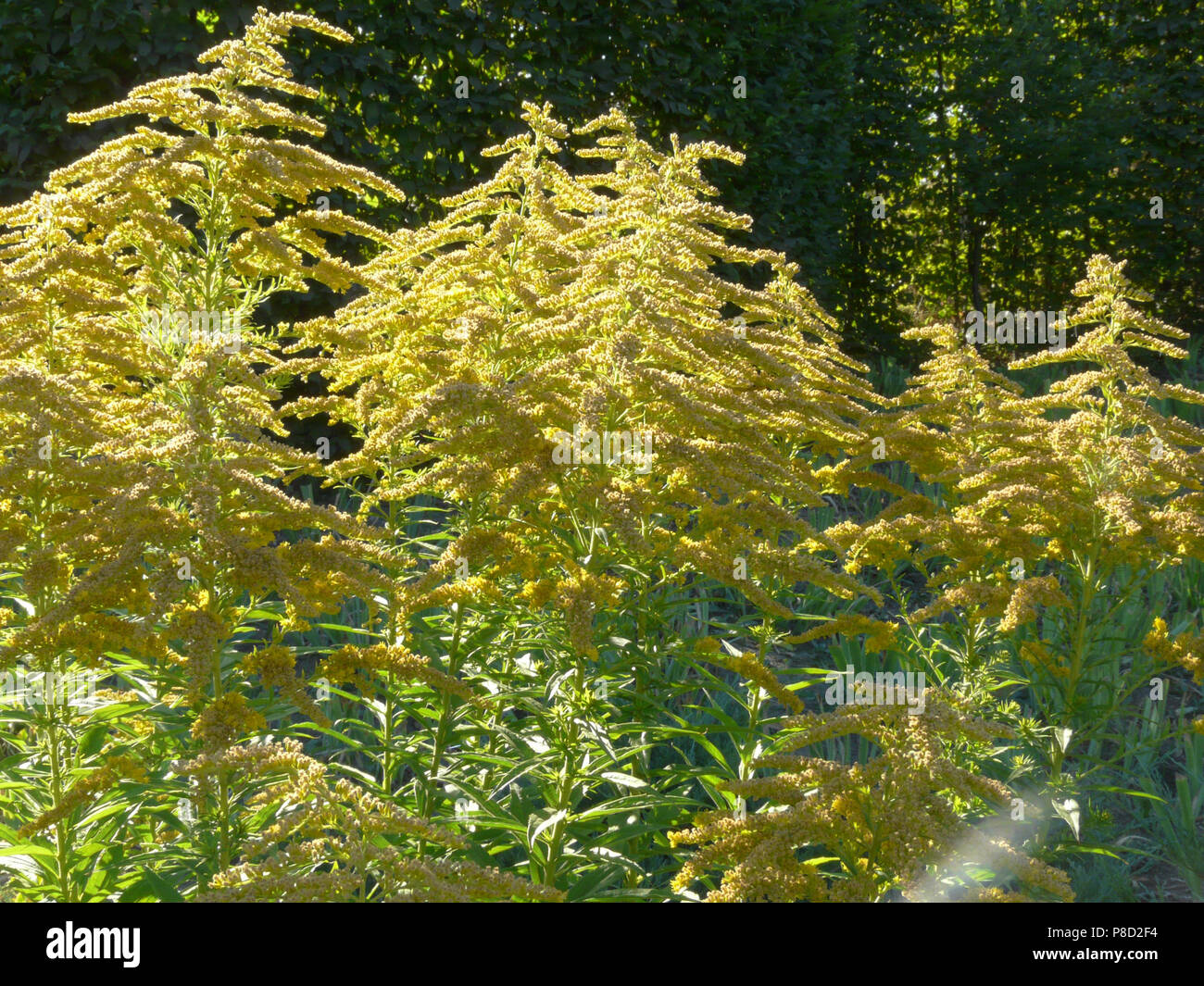 Large paschny bushes with yellow inflorescences and high green stems ...
