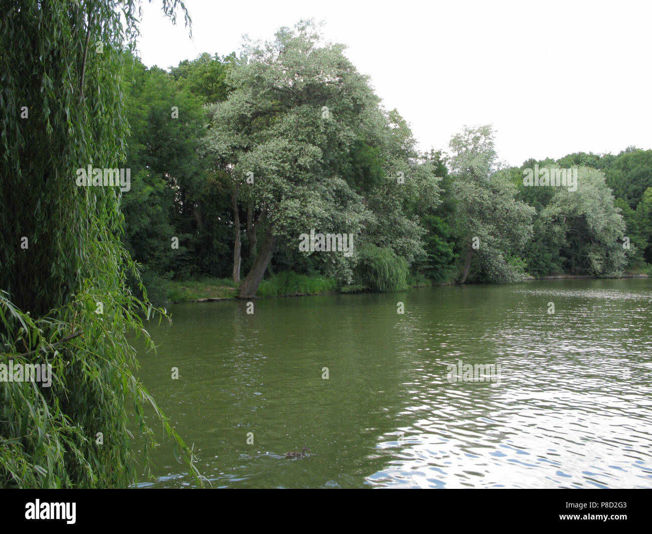 duck floating in a pond with a small ripple on the surface of the water ...