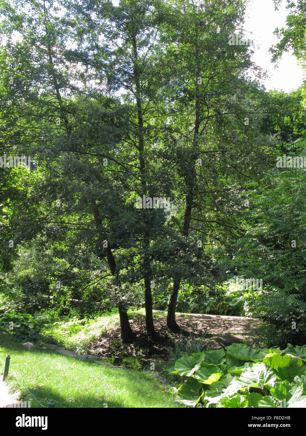 Three young trees growing from one place. Like the triplets' sisters ...