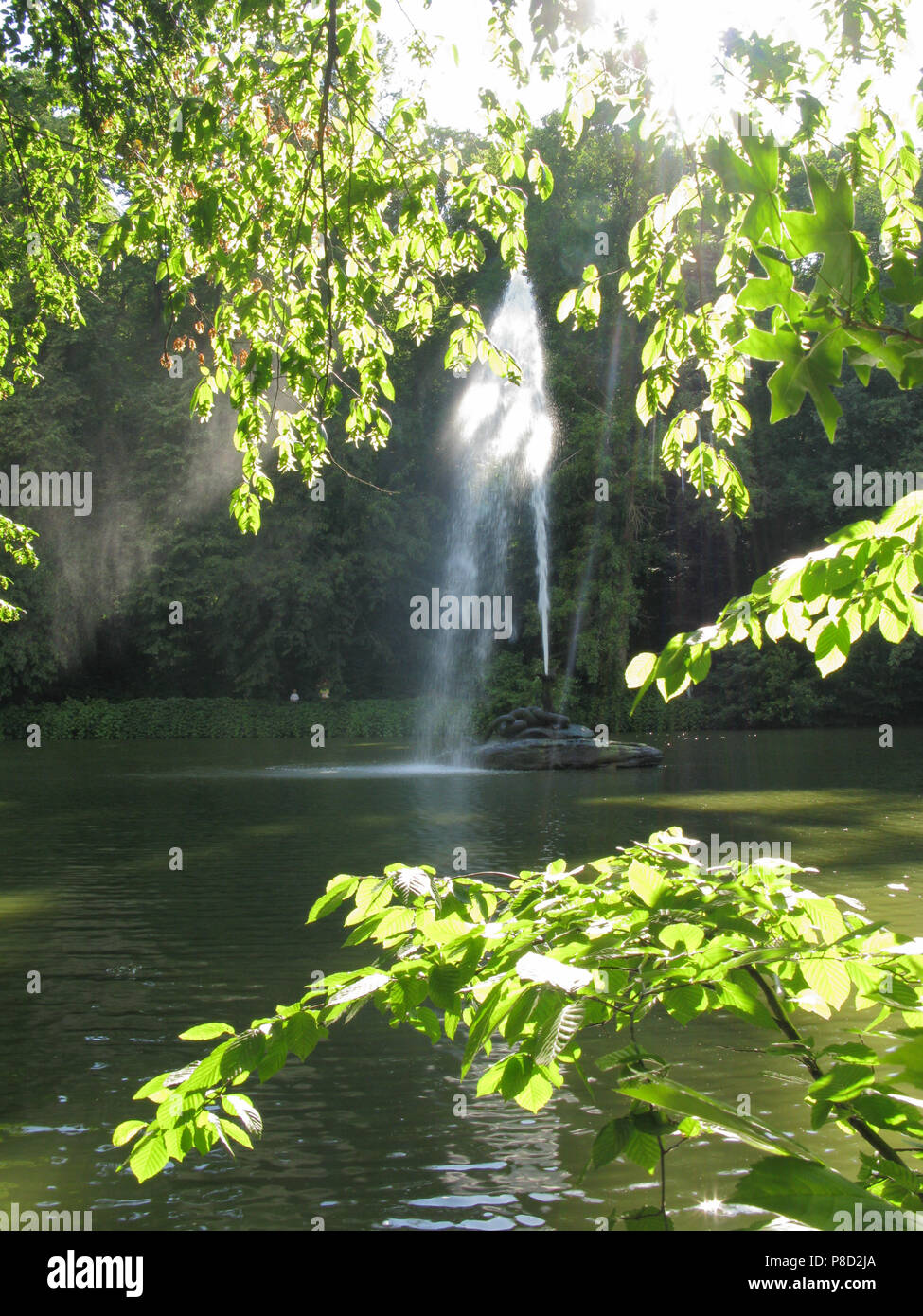 A beautiful view from behind the foliage of the tree on the fountain in ...
