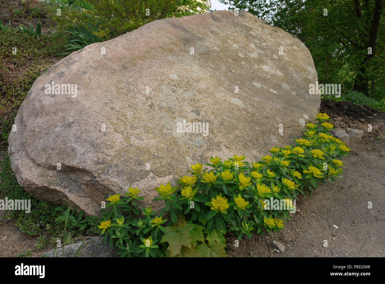 yellow delicate flowers under the protection of a huge stone . For your ...