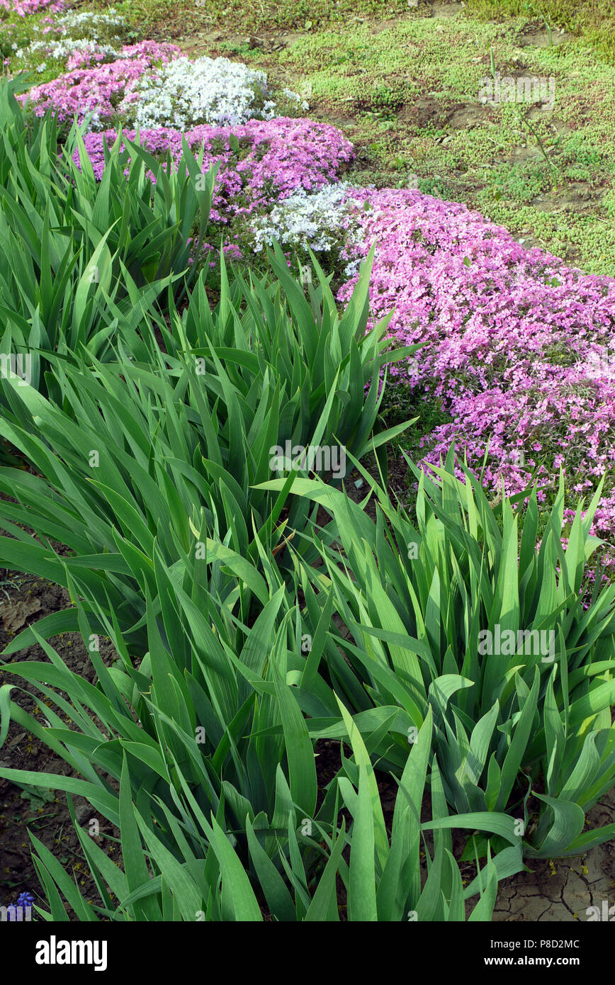Long, sharp leaves of thick green near a strip of lilac flowers . For ...