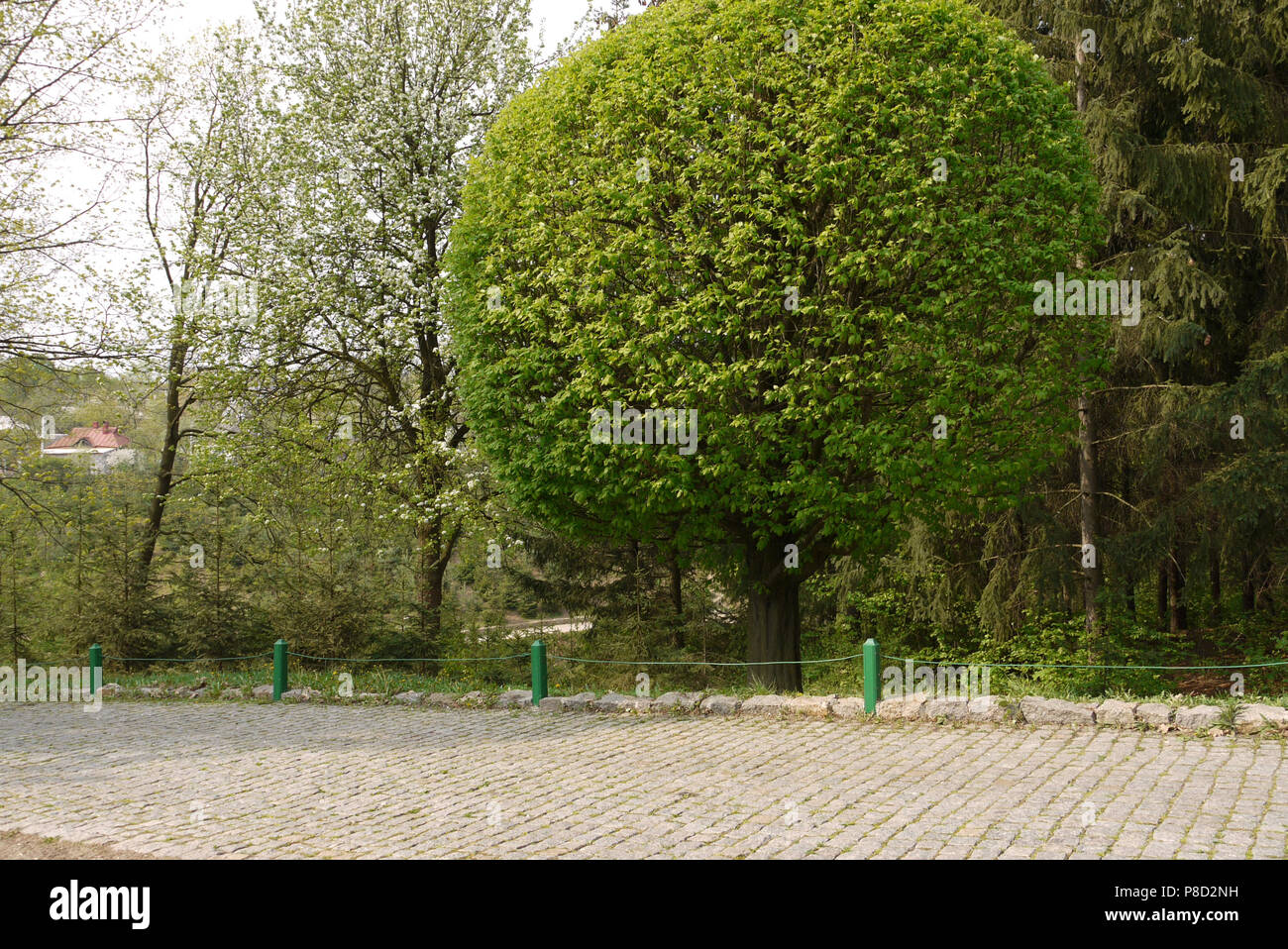 A huge luxuriant tall deciduous tree in the park near the alley lined ...