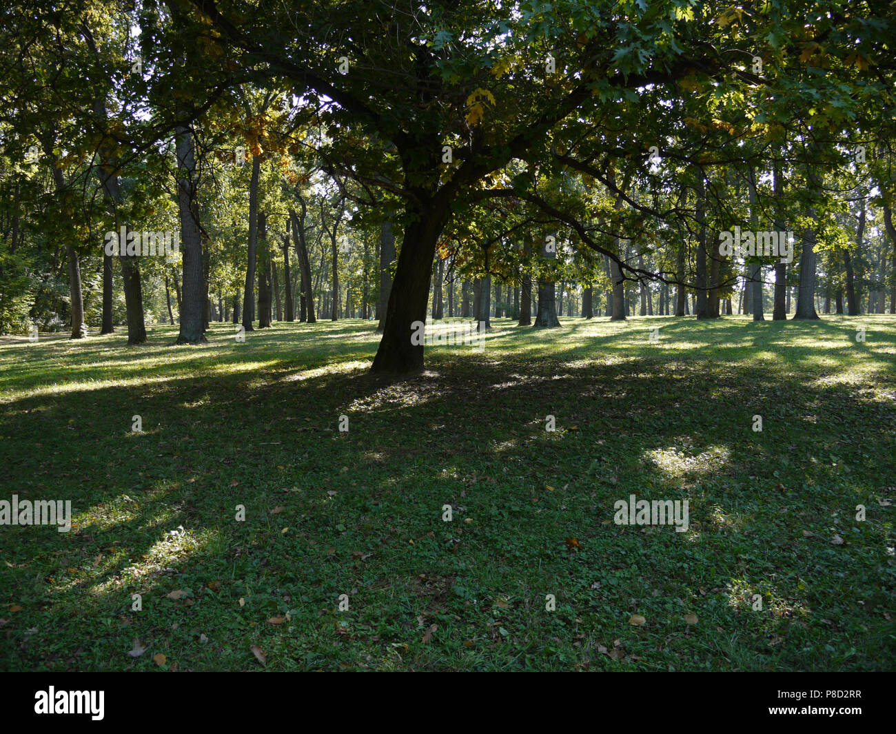 oak with large sprawling branches in the forest . For your design Stock ...