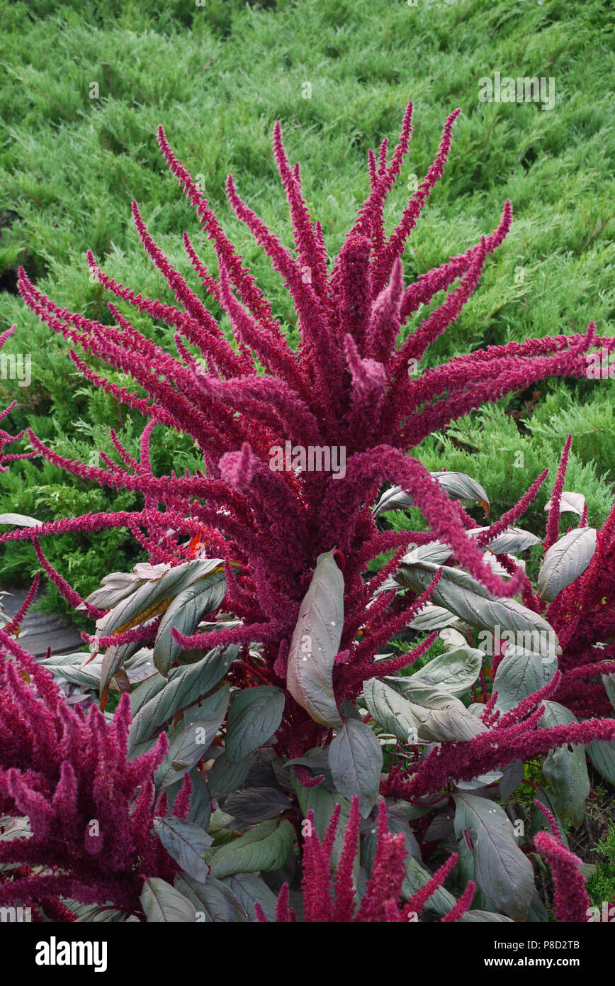 A huge red flower with petals like an octopus tentacle. And the leaves ...
